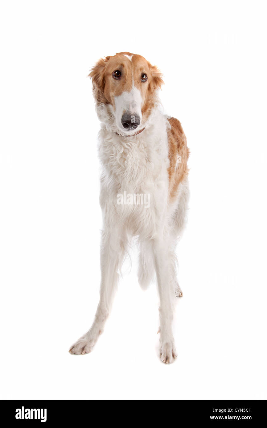 Borzoi or Russian Wolfhound, in front of a white background Stock Photo ...