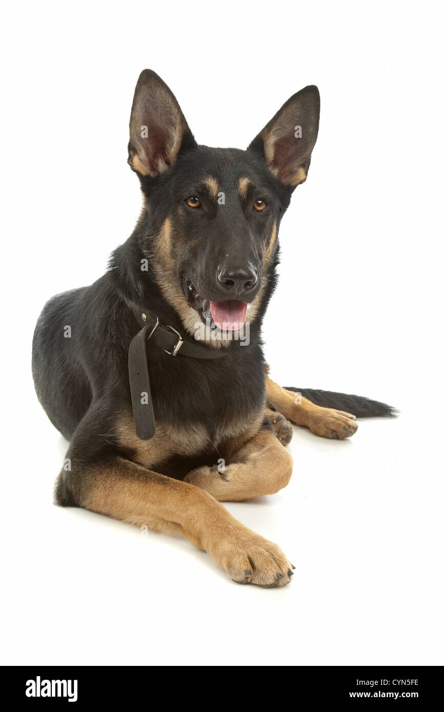 German Shepherd in front of a white background Stock Photo - Alamy