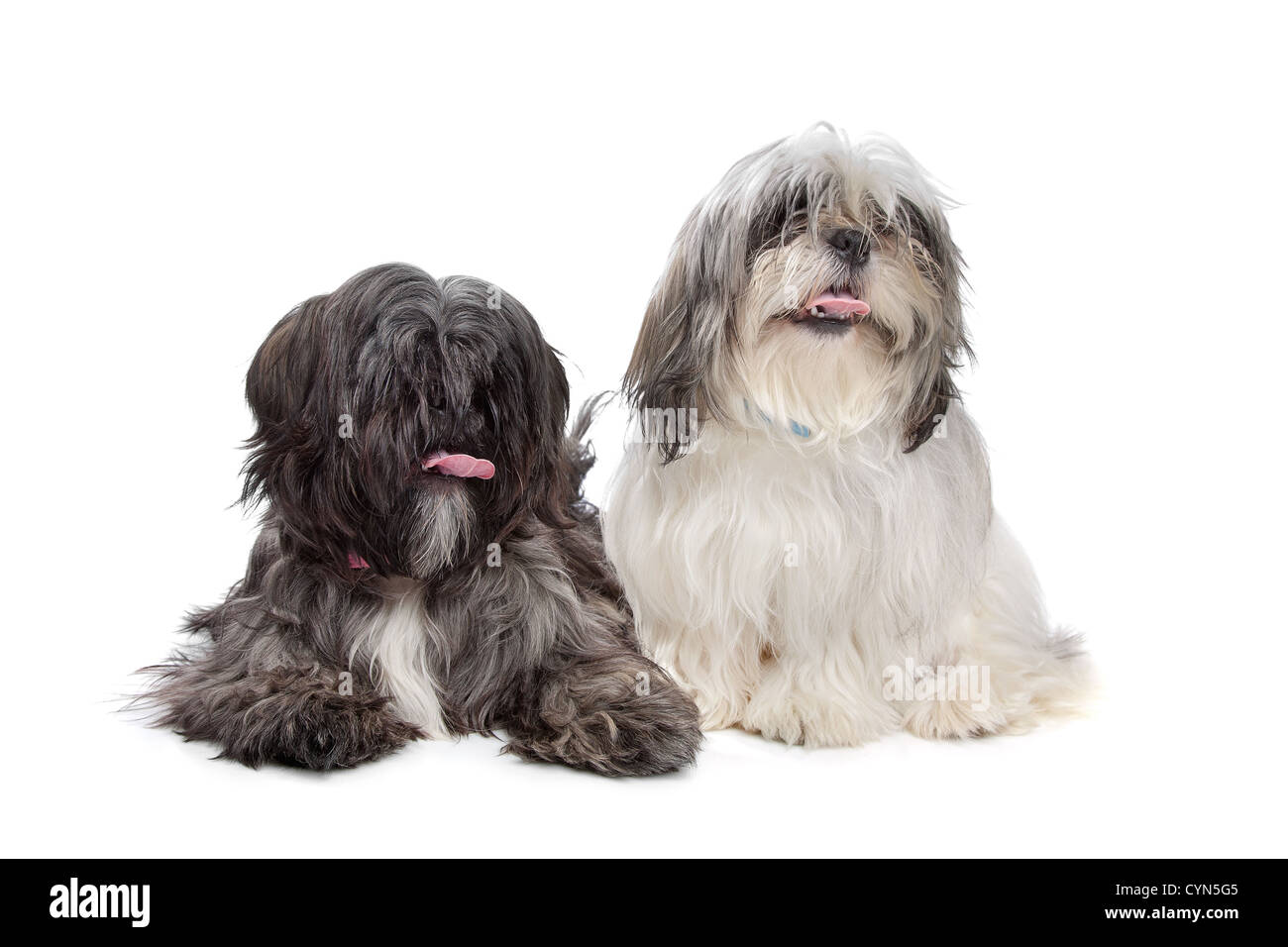 Two Shih tzu dogs in front of a white background Stock Photo - Alamy
