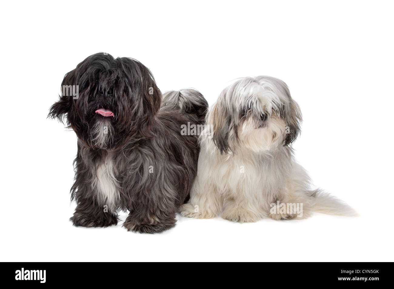 Two Shih tzu dogs in front of a white background Stock Photo - Alamy