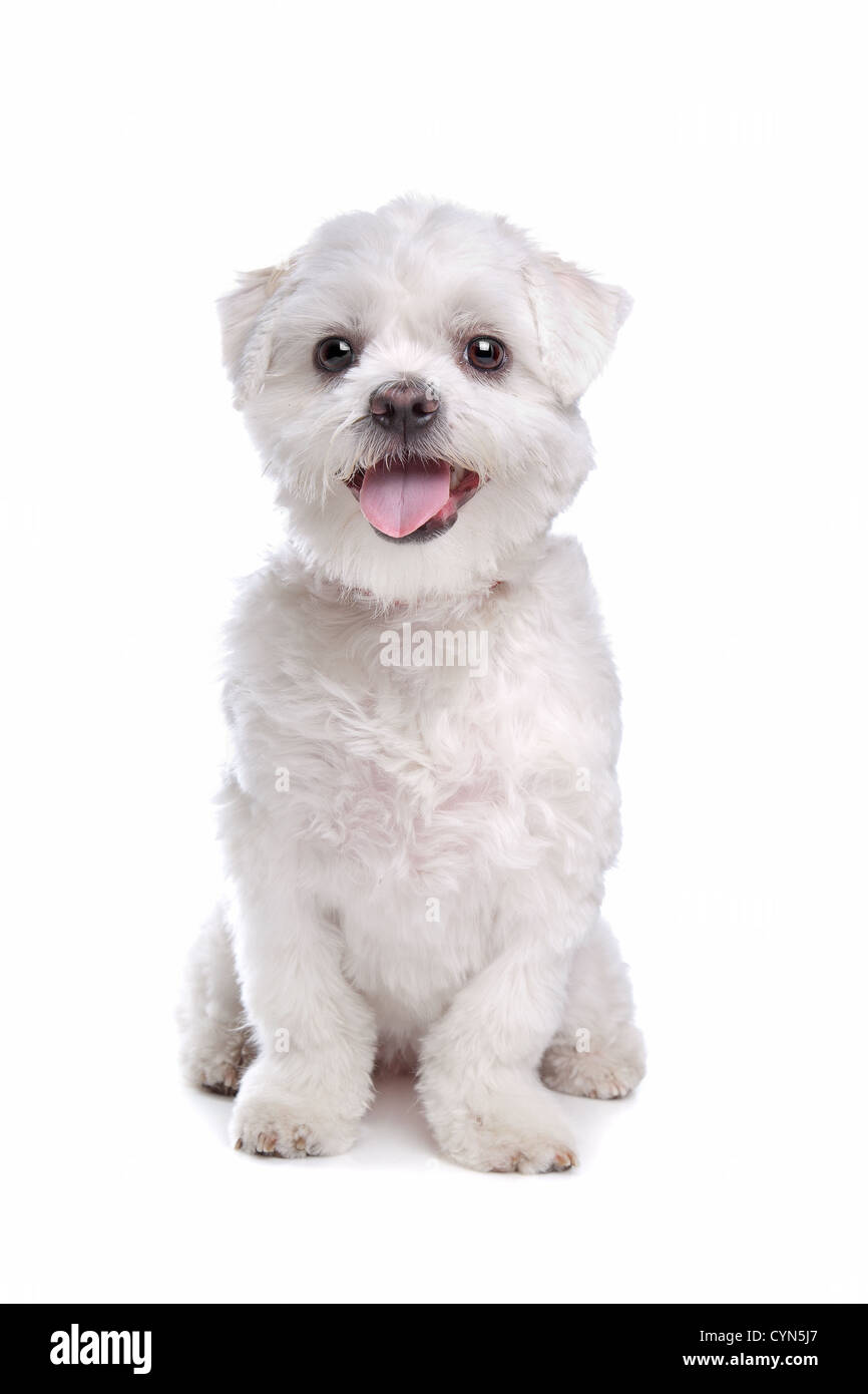 mixed breed dog in front of a white background Stock Photo - Alamy