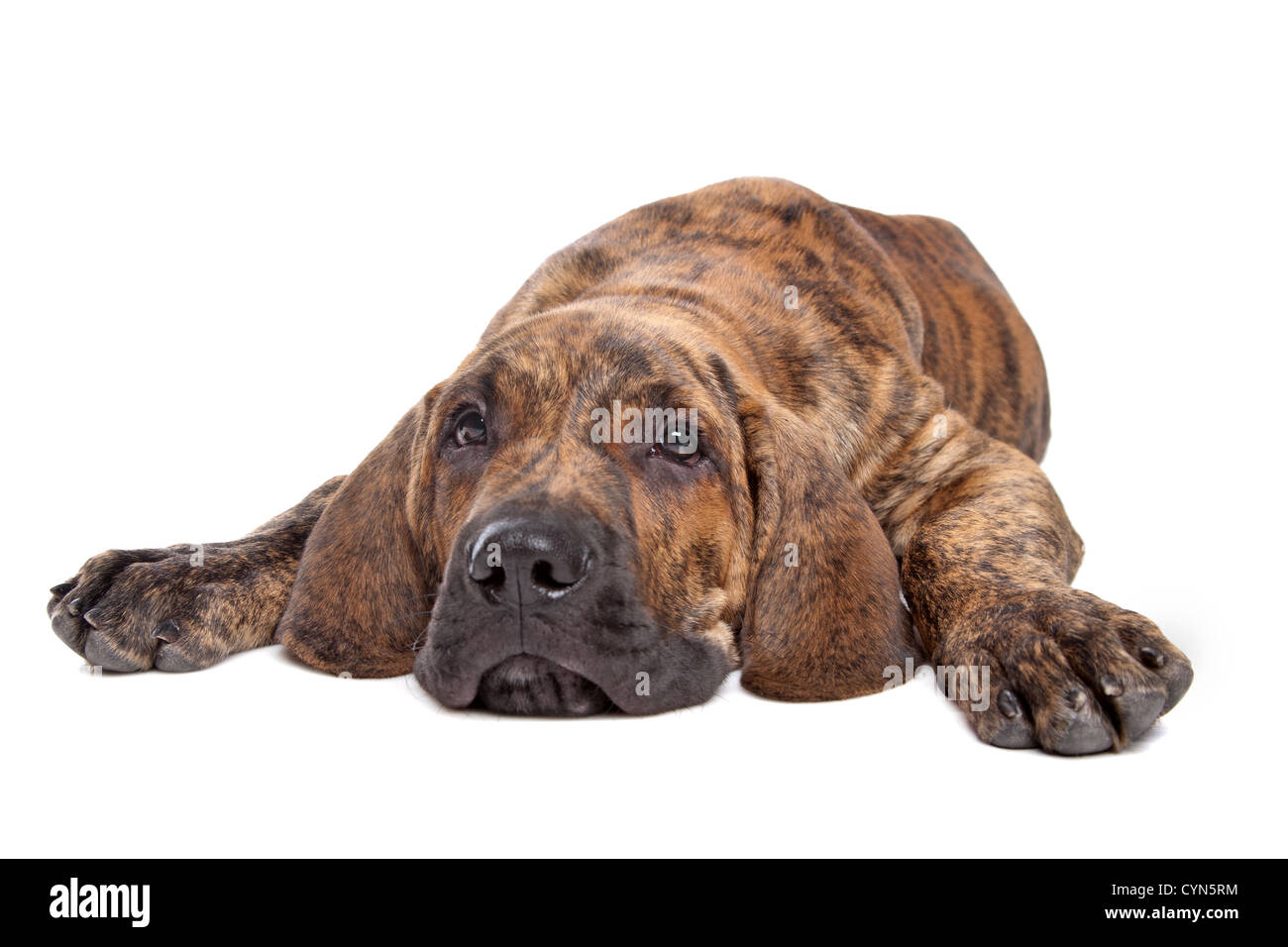 Brazilian Mastiff also known as Fila Brasileiro puppy in front of a ...