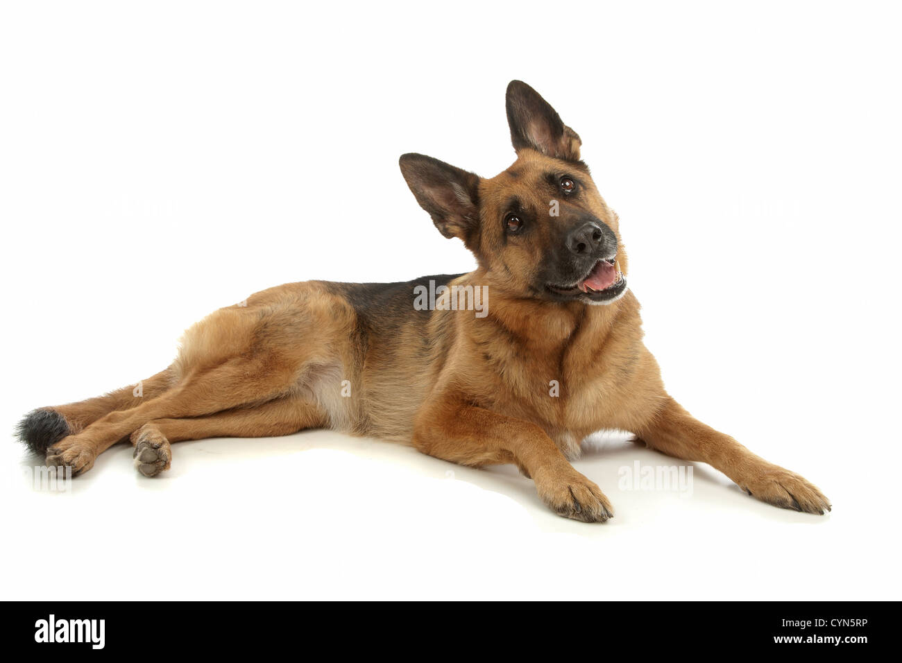 German Shepherd in front of a white background Stock Photo - Alamy