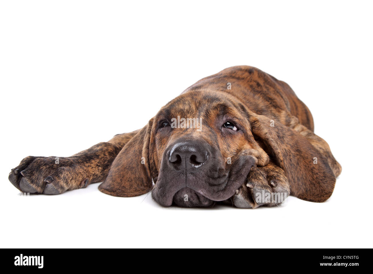 Brazilian Mastiff also known as Fila Brasileiro puppy in front of a ...