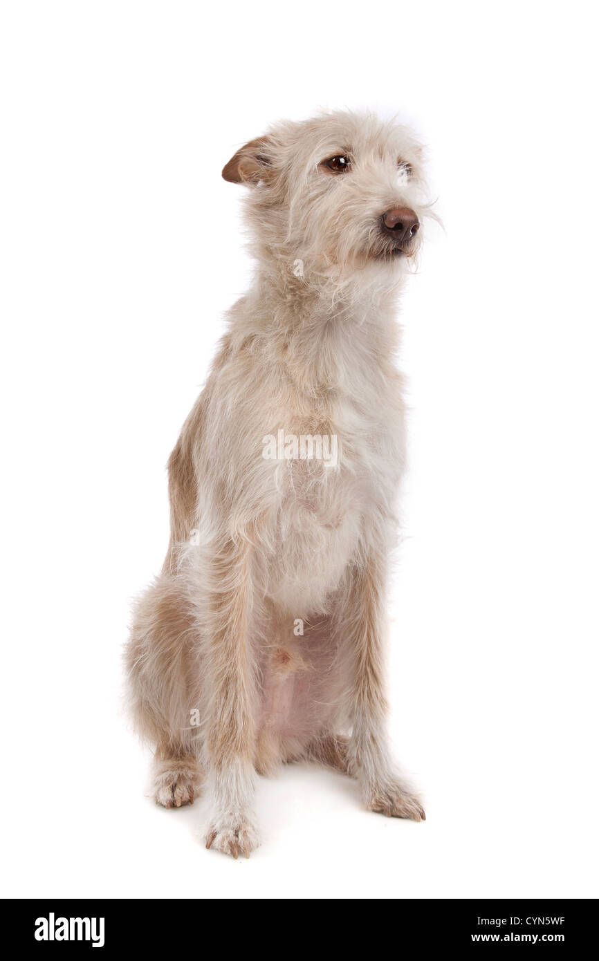 Podengo Portugues medio or Portuguese Hound in front of a white ...
