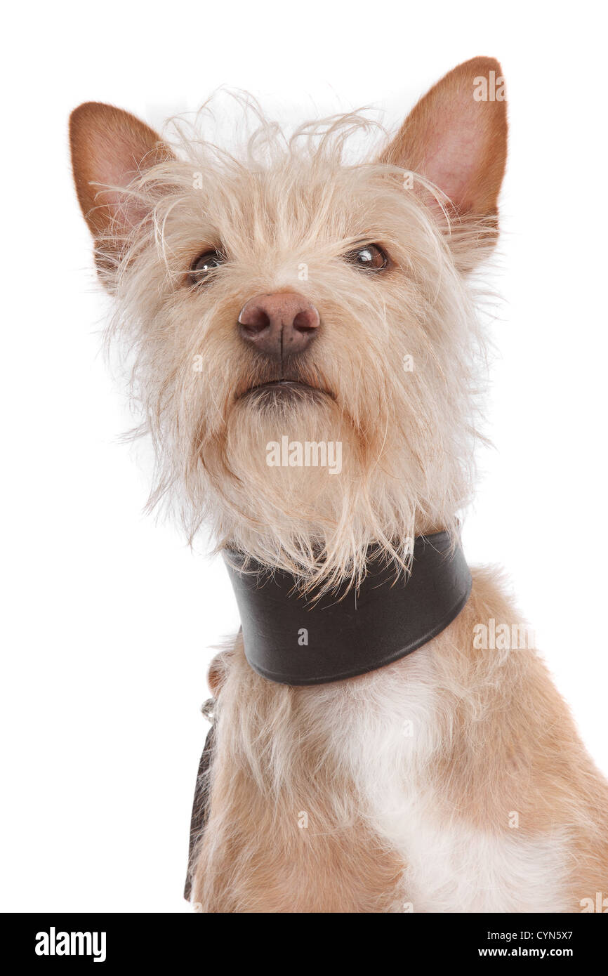 Podengo Portugues medio or Portuguese Hound in front of a white ...