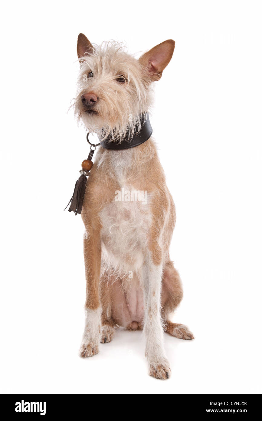 Podengo Portugues medio or Portuguese Hound in front of a white ...