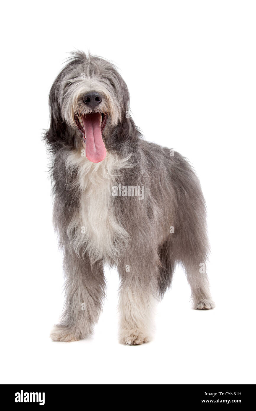 Bearded Collie in front of a white background Stock Photo - Alamy