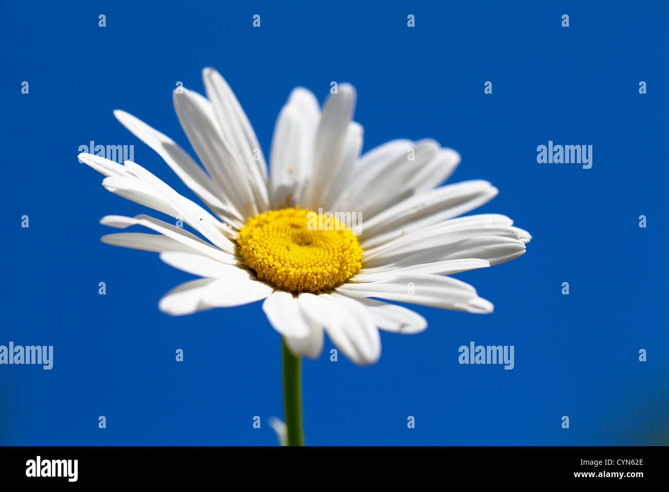 Macro view of single camomile over sky background Stock Photo - Alamy