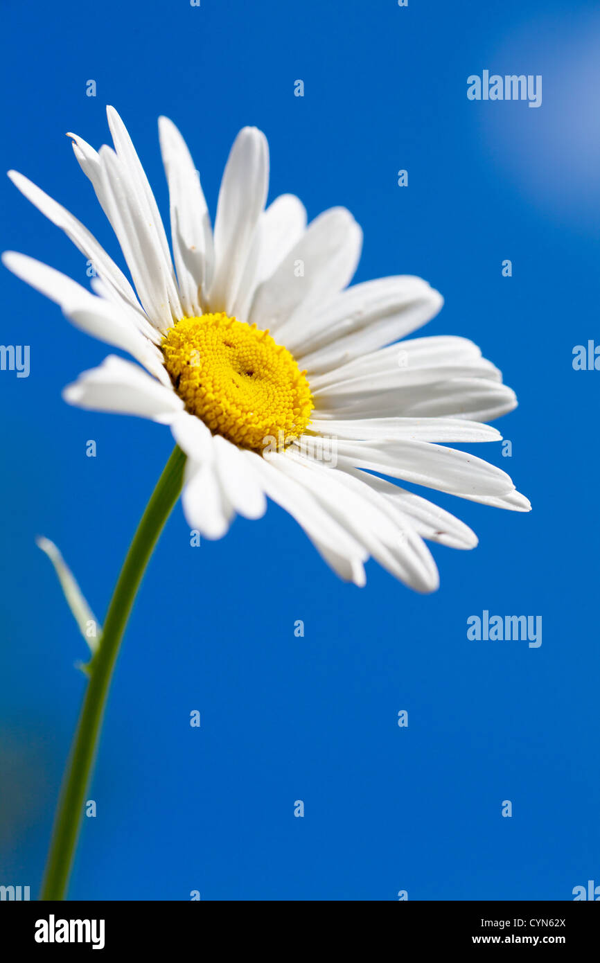 Macro view of single camomile over sky background Stock Photo - Alamy