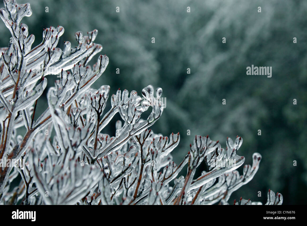 Glaze ice on a tree Yamanashi Japan Stock Photo - Alamy