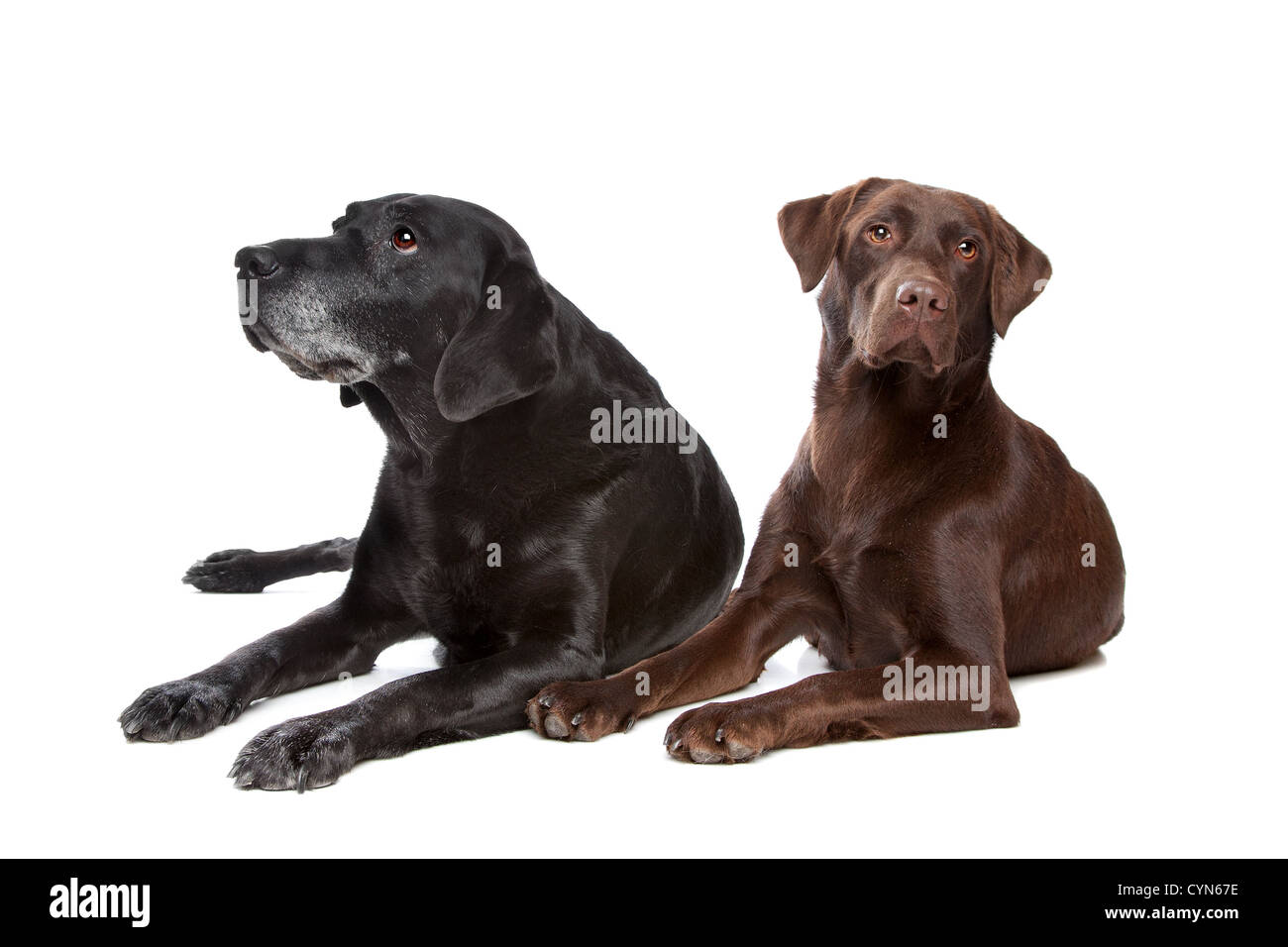 Black And Brown Lab Puppies