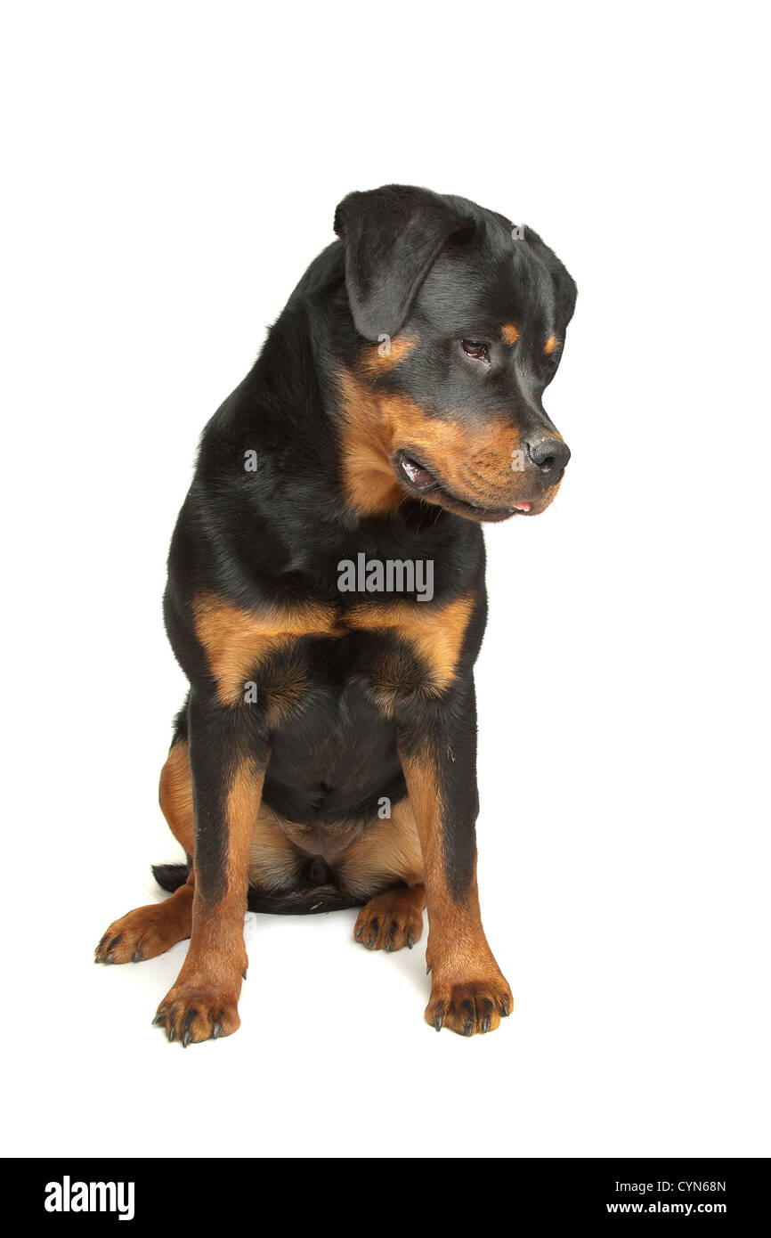 Rottweiler in front of a white background Stock Photo - Alamy