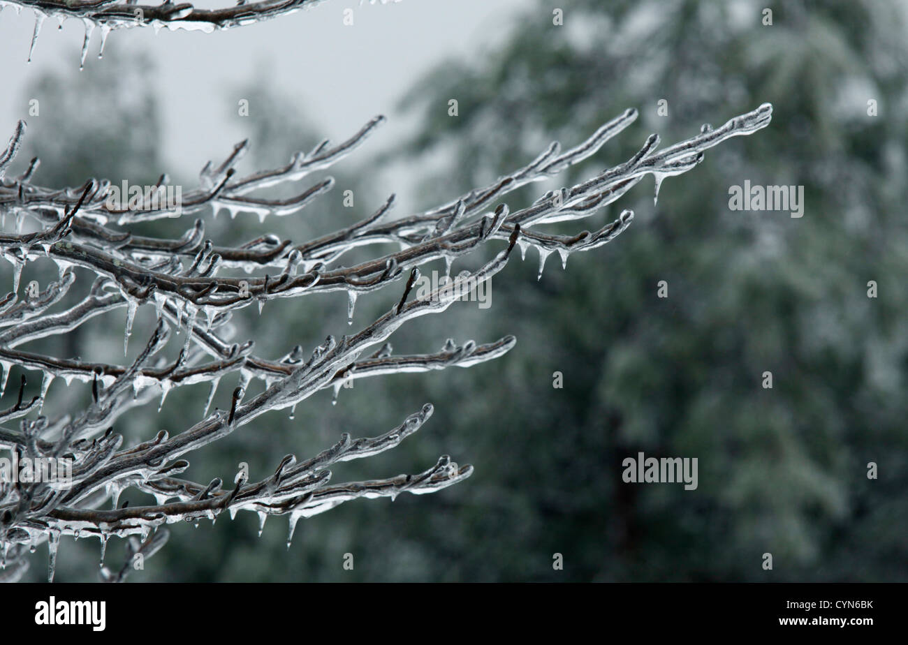 Glaze ice on a tree Yamanashi Japan Stock Photo - Alamy