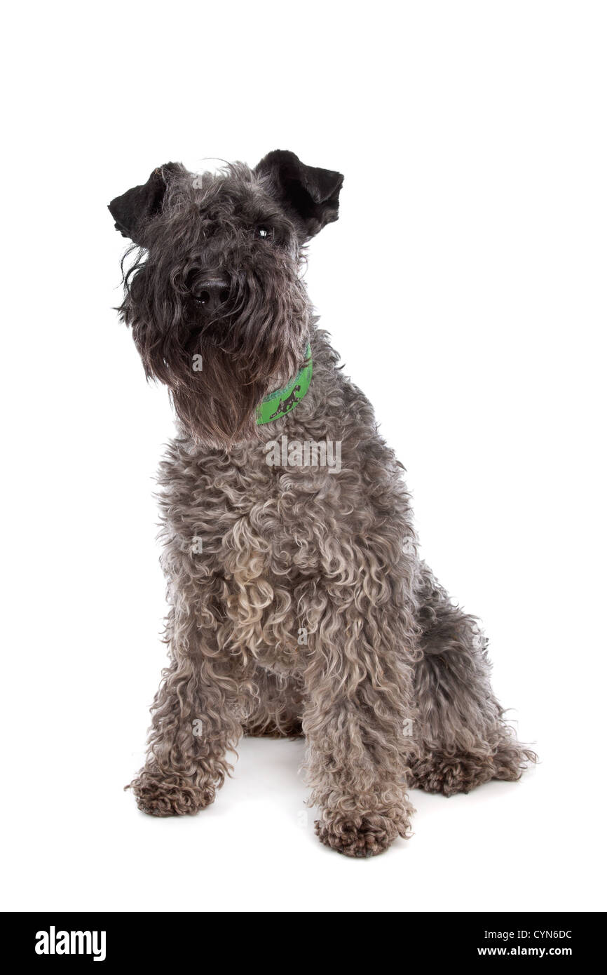 Blue Irish Terrier