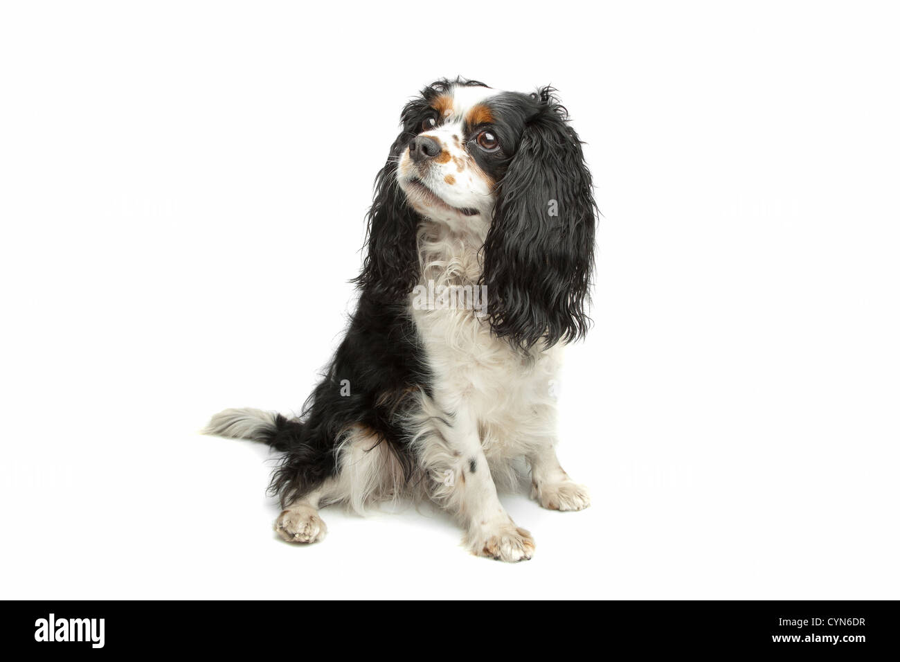 cavalier king charles spaniel in front of a white background Stock ...