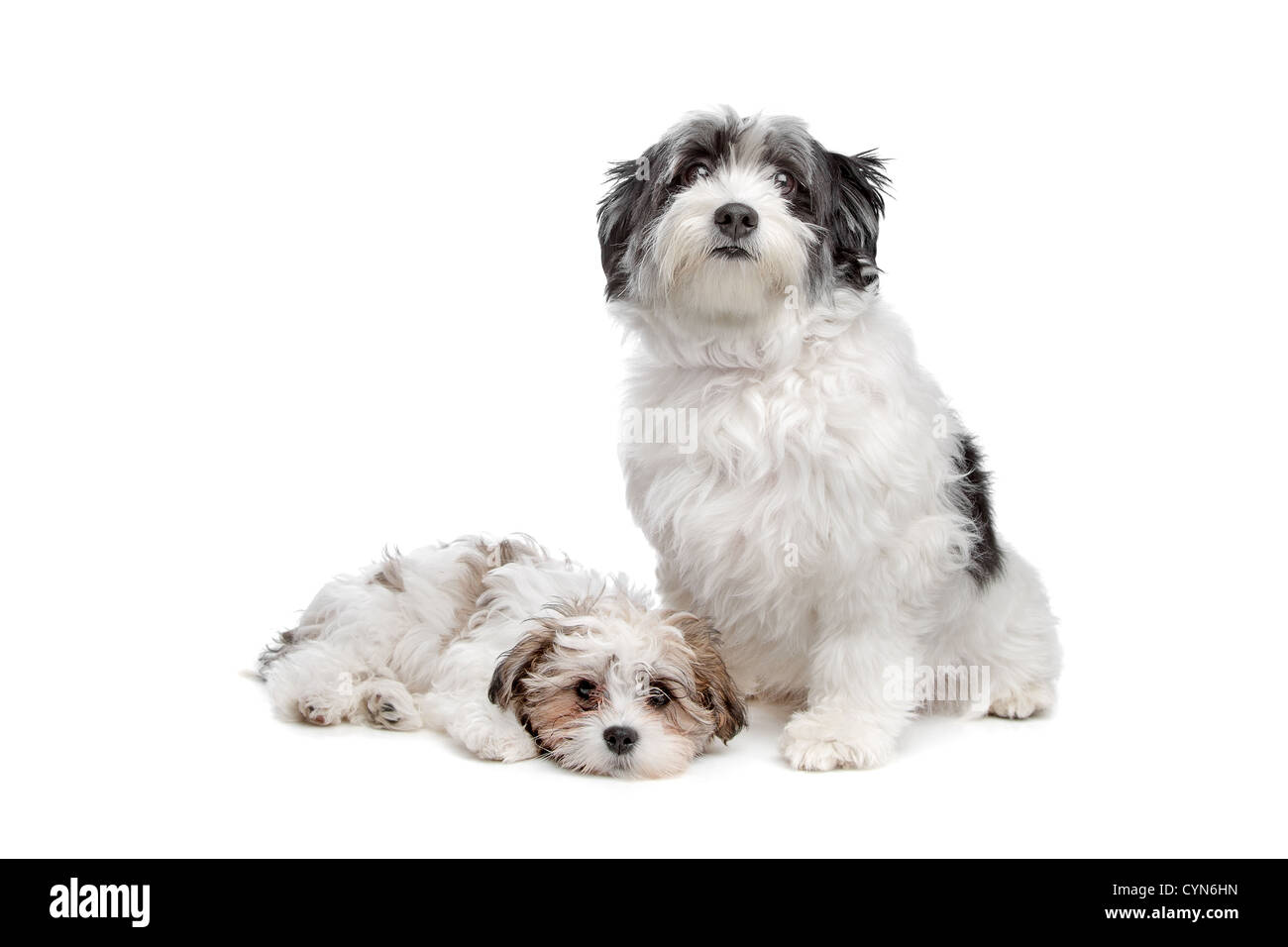 two boomer dogs in front of a white background Stock Photo - Alamy