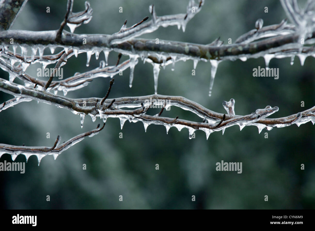 Glaze ice on a tree Yamanashi Japan Stock Photo - Alamy