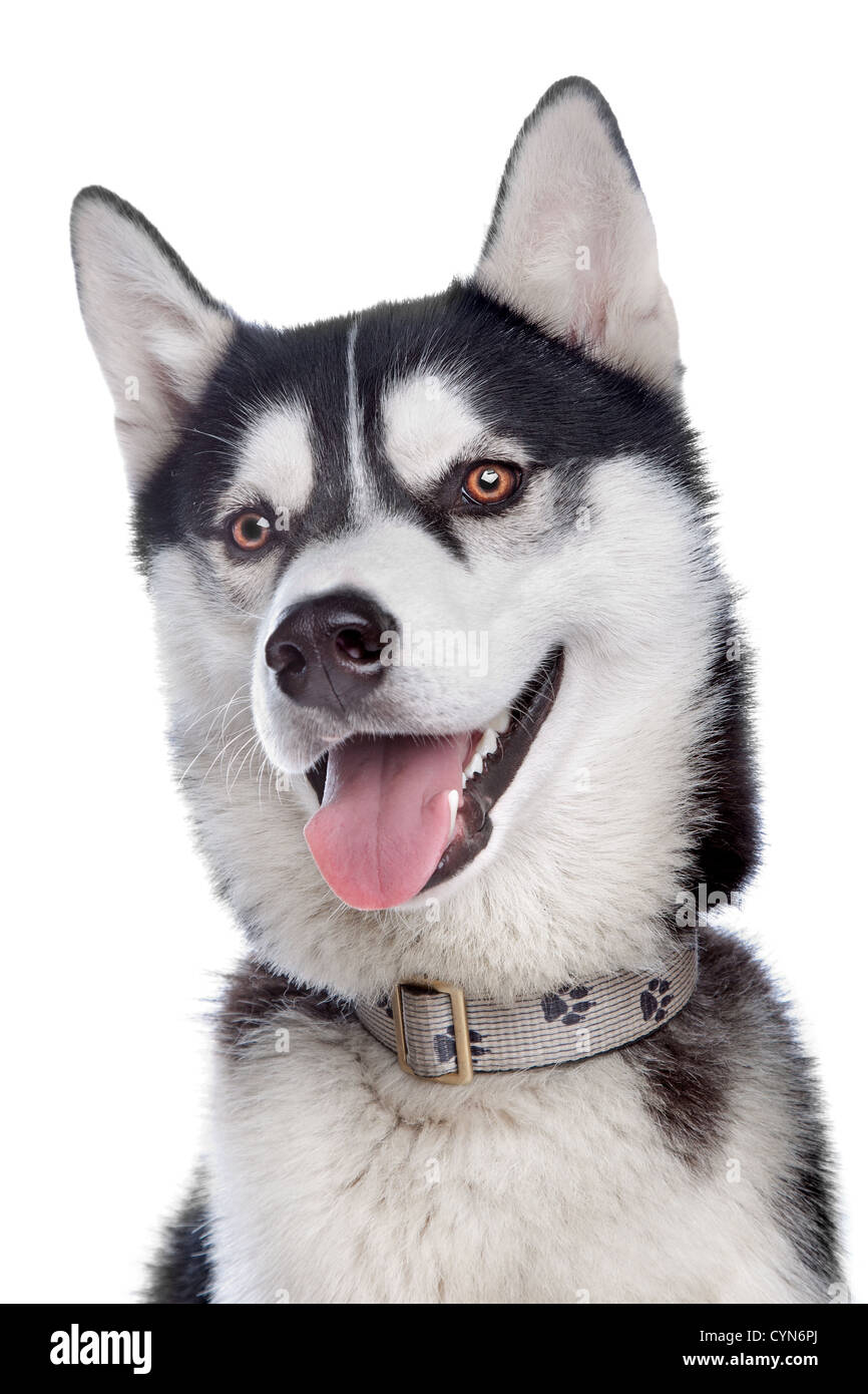 Siberian Husky in front of a white background Stock Photo - Alamy