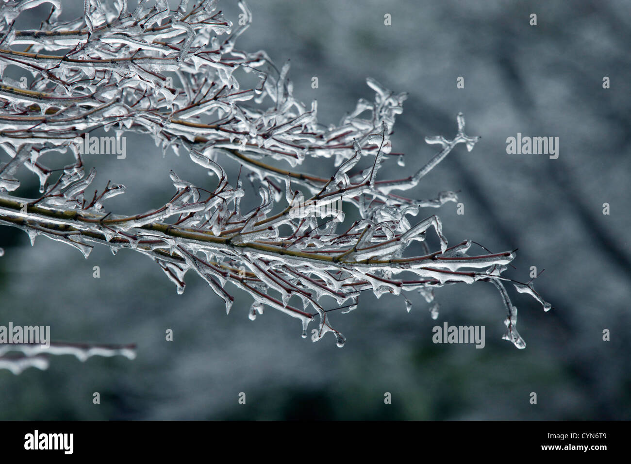 Glaze ice on a tree Yamanashi Japan Stock Photo - Alamy