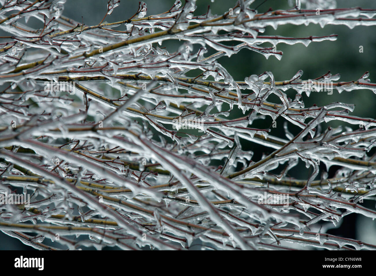 Glaze ice on a tree Yamanashi Japan Stock Photo - Alamy