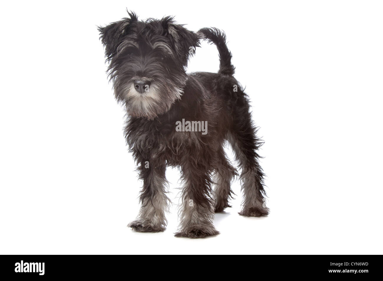 Miniature Schnauzer in front of a white background Stock Photo - Alamy