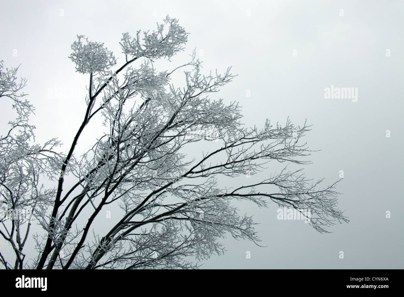 Glaze ice on a tree Yamanashi Japan Stock Photo - Alamy