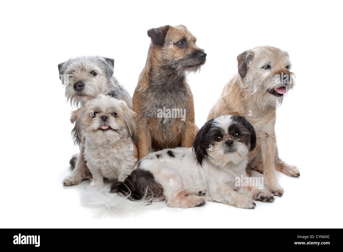Shih tzu terrier hi-res stock photography and images - Alamy