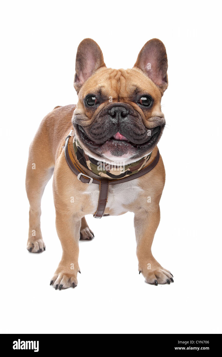 French Bulldog in front of a white background Stock Photo - Alamy
