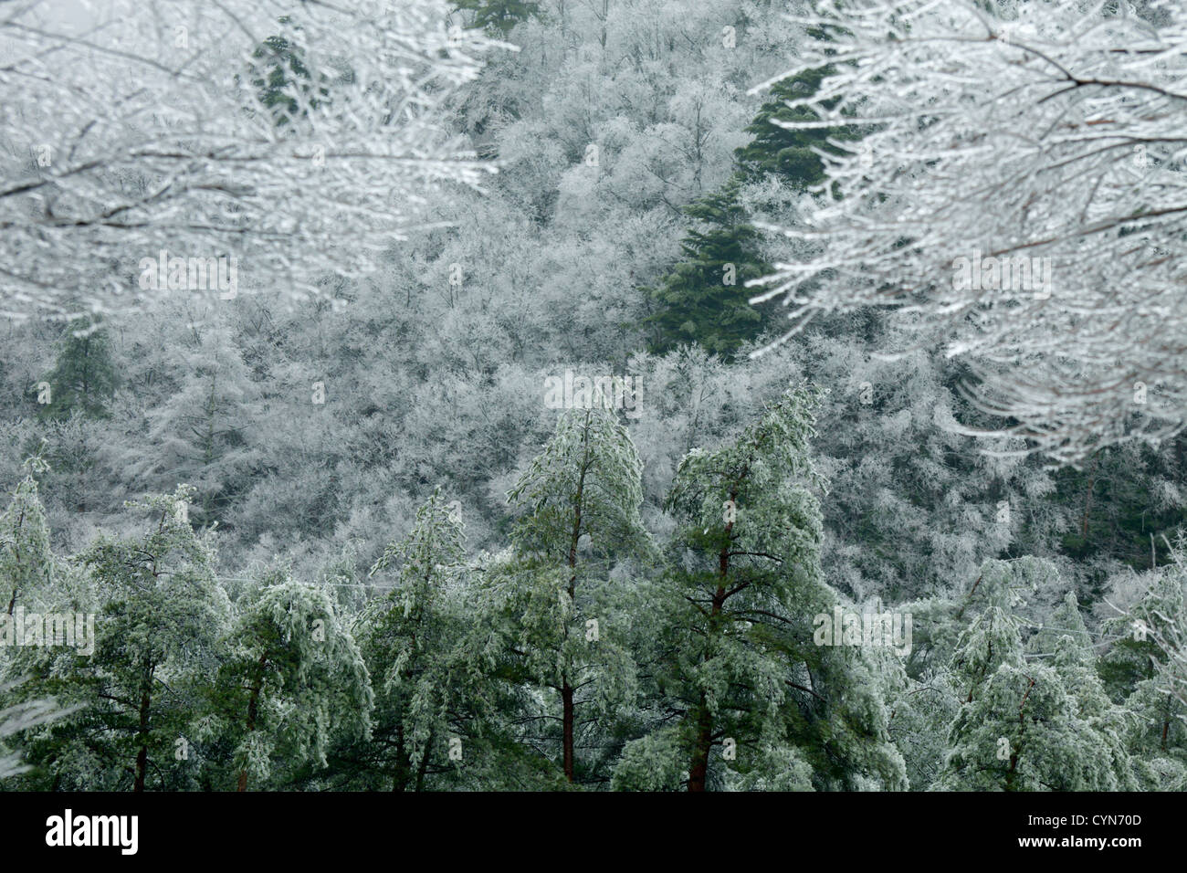 Glaze ice on a tree Yamanashi Japan Stock Photo - Alamy