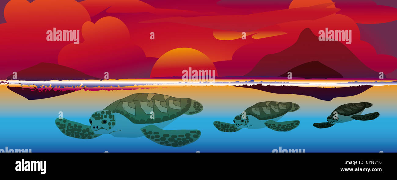 three sea turtles swimming at a colorful sunset Stock Photo - Alamy