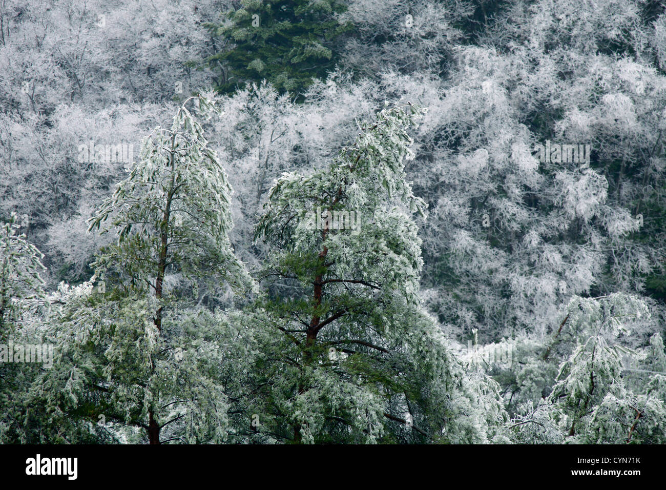 Glaze ice on a tree Yamanashi Japan Stock Photo - Alamy