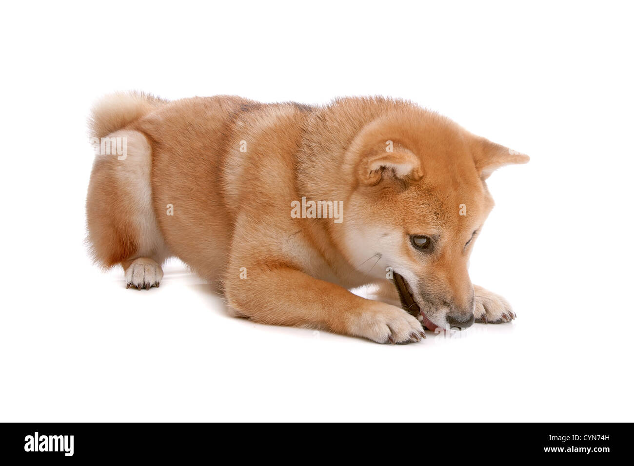 Japanese Shiba Inu dog Stock Photo - Alamy