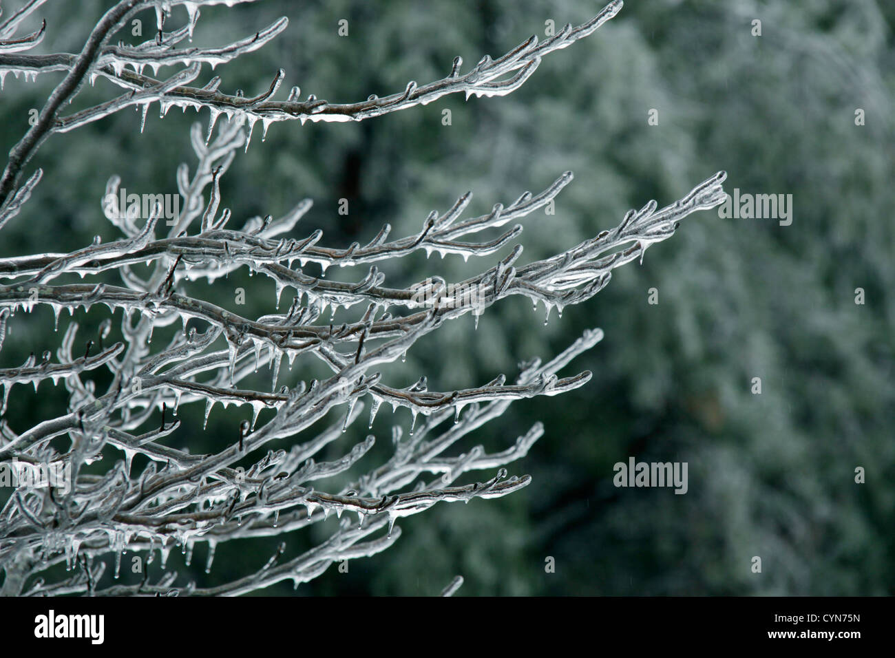 Glaze ice on a tree Yamanashi Japan Stock Photo - Alamy