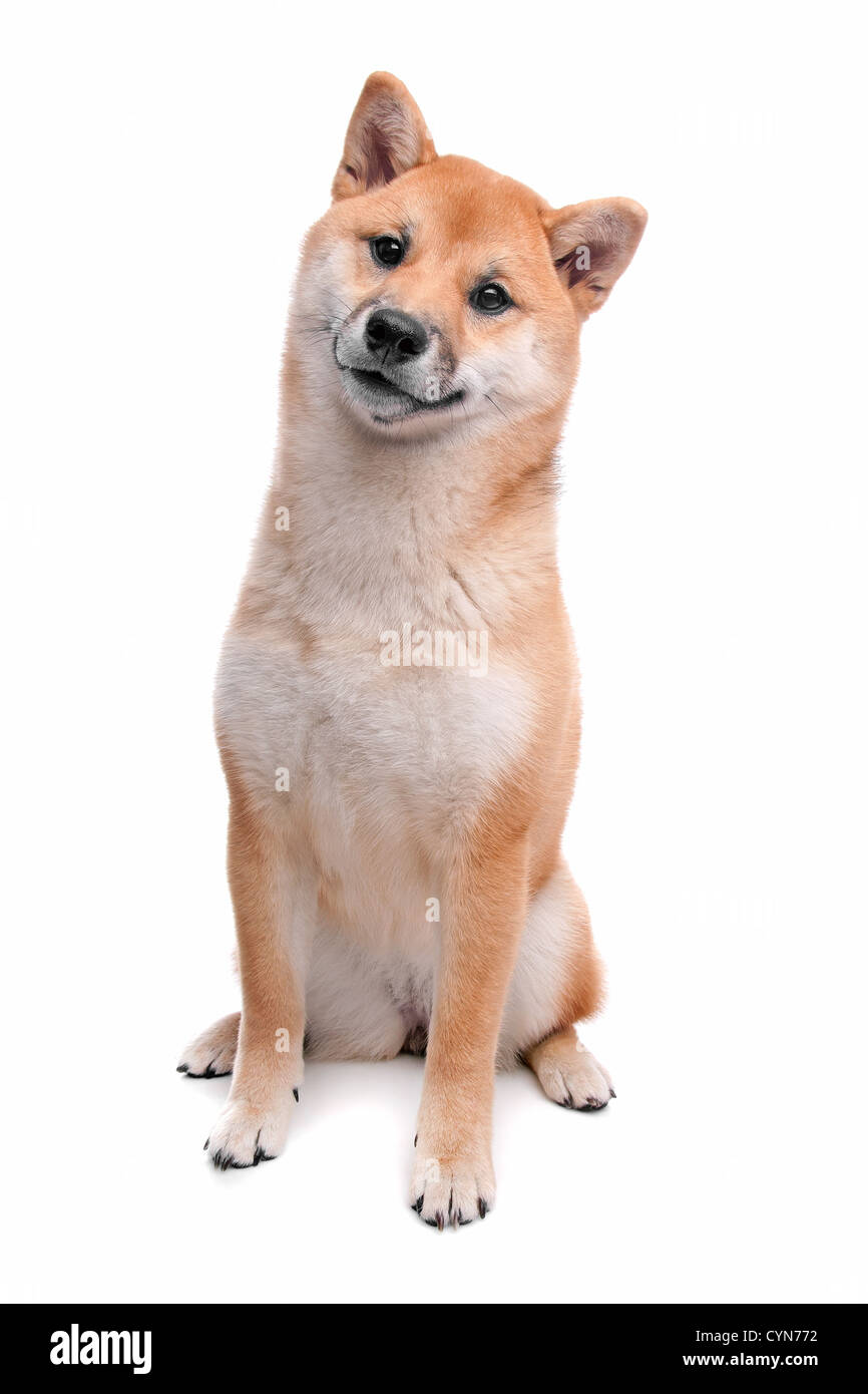 Small japanese dog Cut Out Stock Images & Pictures - Alamy