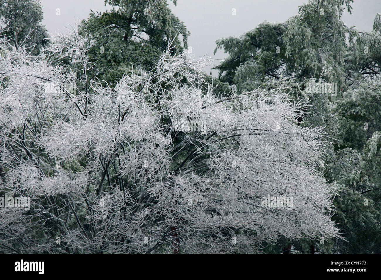 Glaze ice on a tree Yamanashi Japan Stock Photo - Alamy