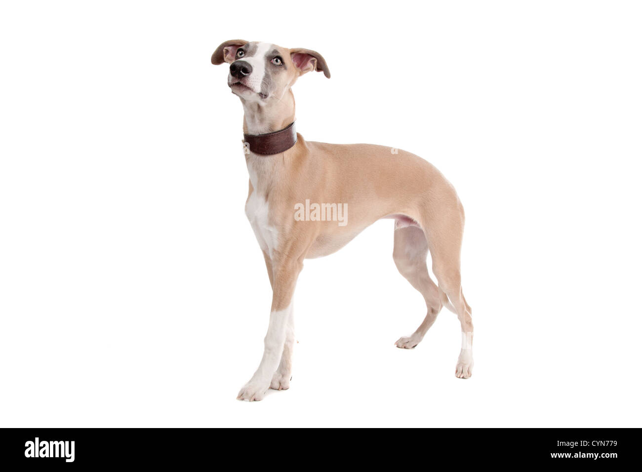 Whippet puppy dog in front of a white background Stock Photo - Alamy