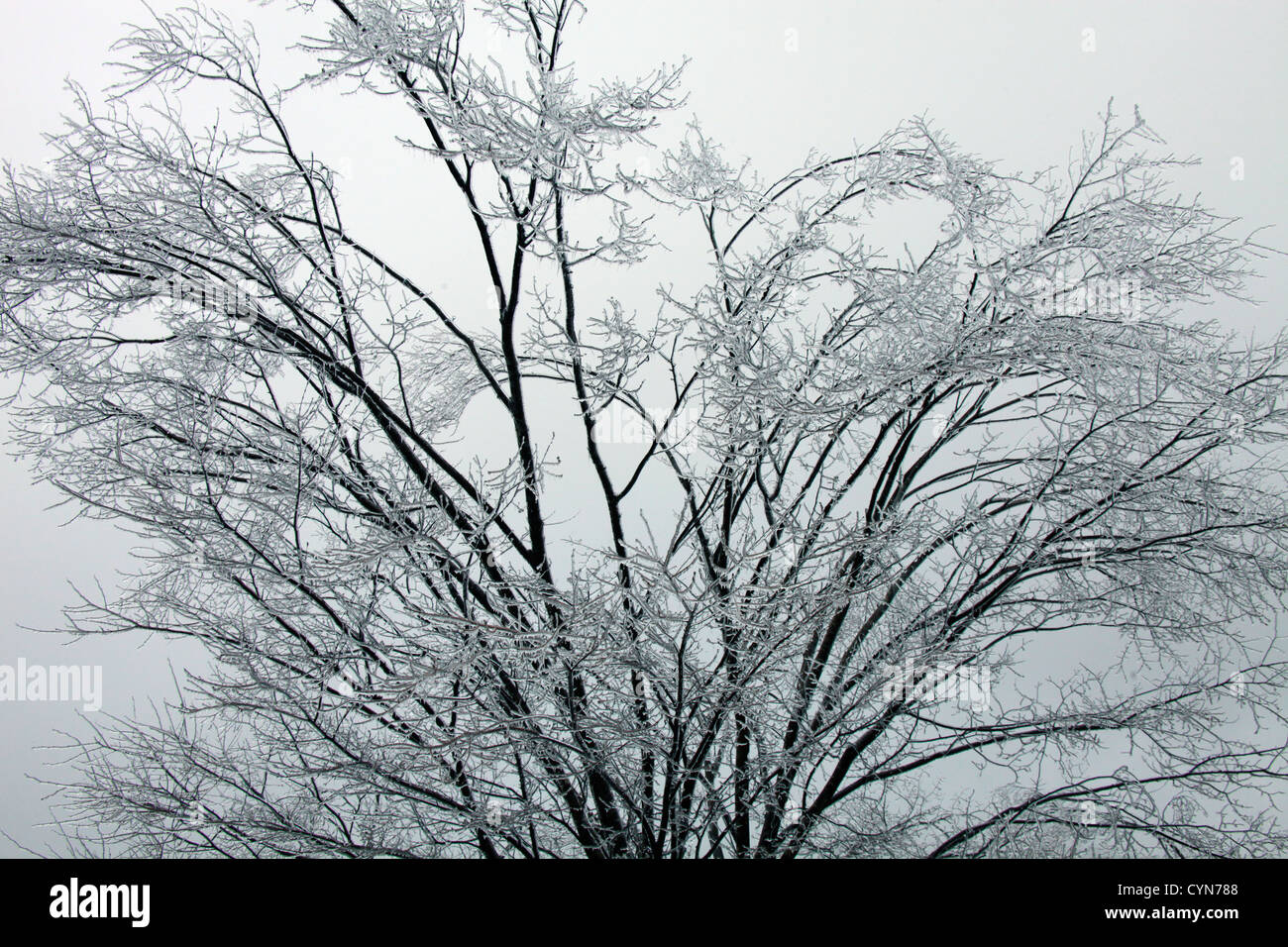 Glaze ice on a tree Yamanashi Japan Stock Photo - Alamy
