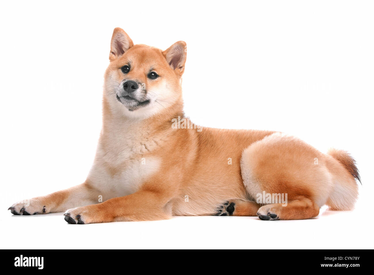 Japanese Shiba Inu dog Stock Photo - Alamy