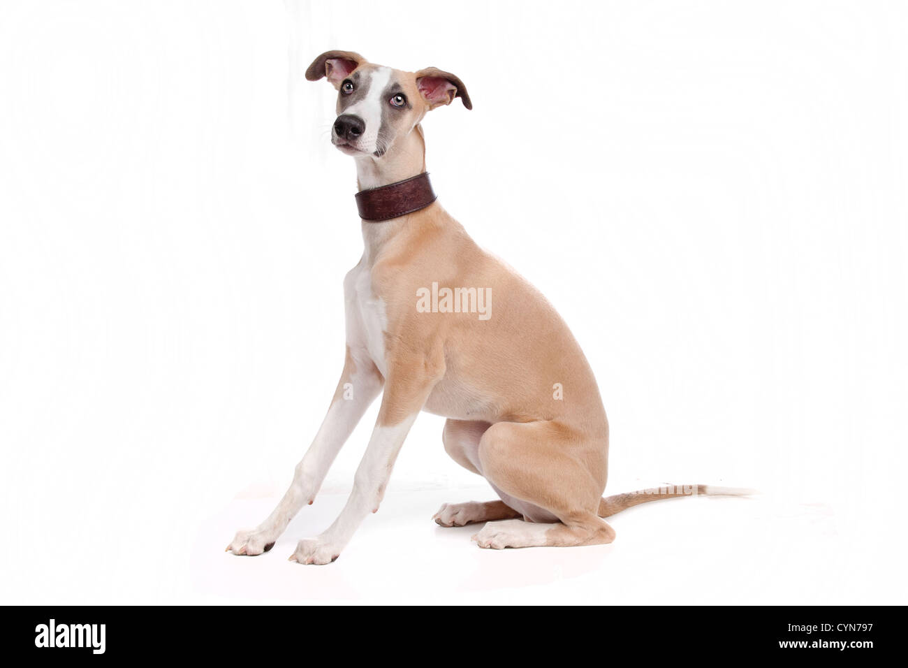 Whippet puppy dog in front of a white background Stock Photo - Alamy