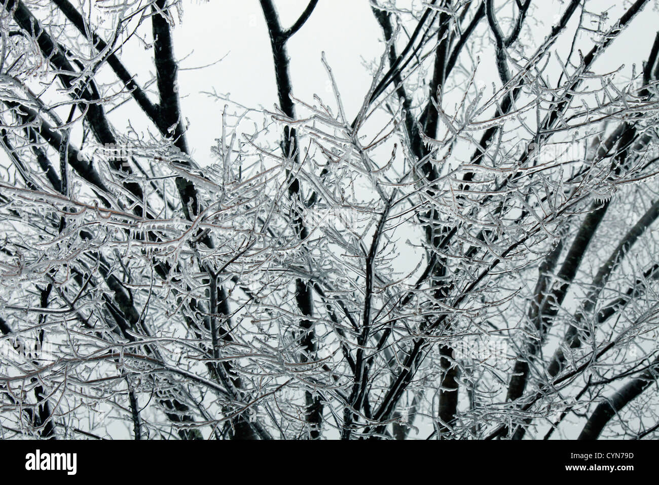 Glaze ice on a tree Yamanashi Japan Stock Photo - Alamy