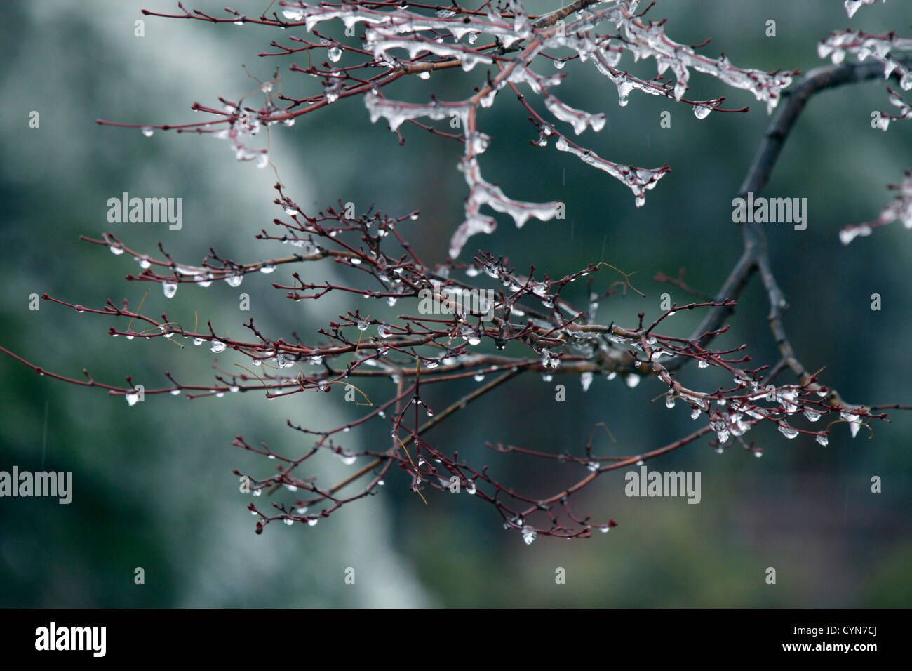Glaze ice on a tree Yamanashi Japan Stock Photo - Alamy
