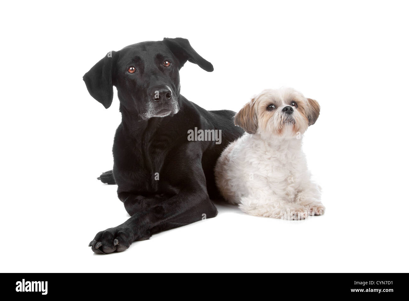 Two mixed breed dogs isolated on a white background Stock Photo - Alamy