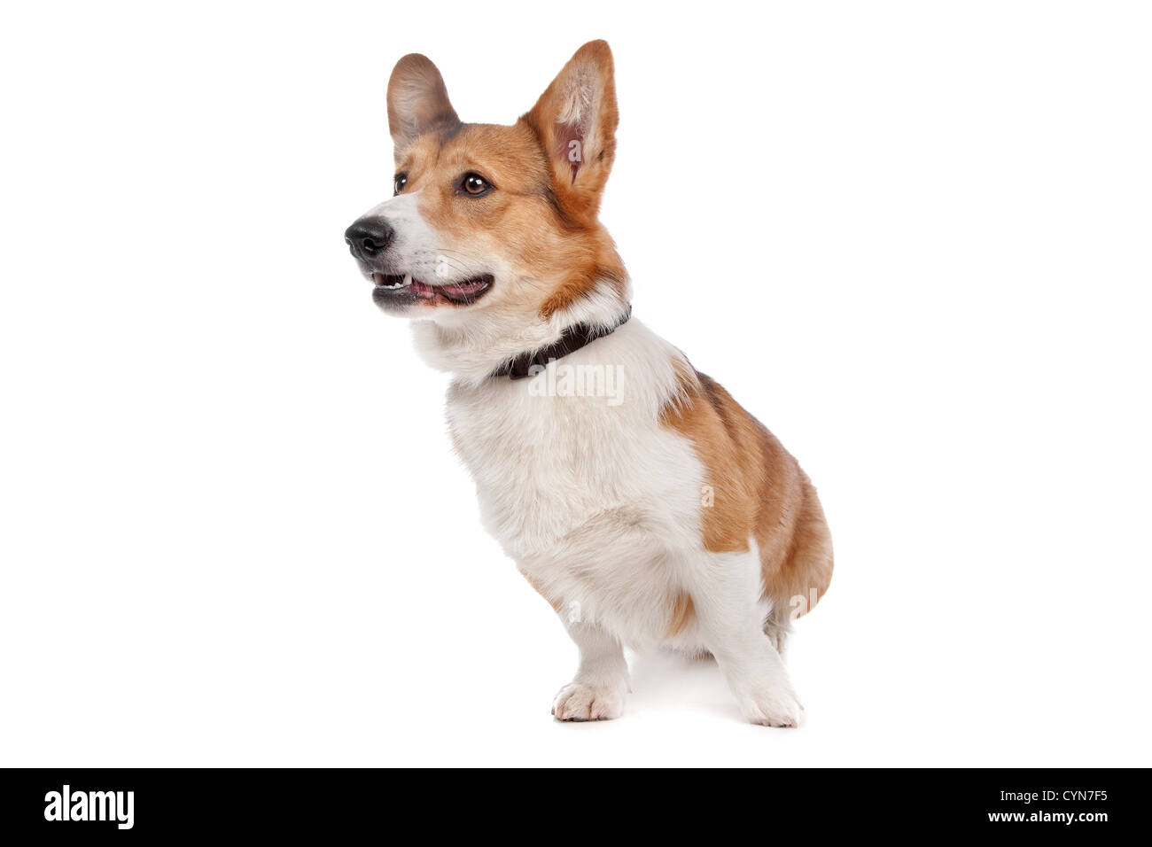 Pembroke Welsh Corgi in front of a white background Stock Photo - Alamy