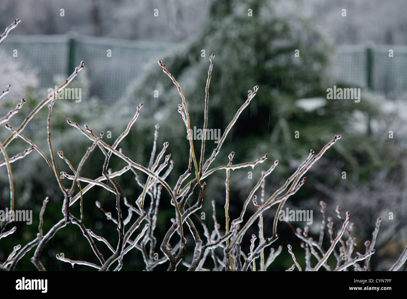 Glaze ice on a tree Yamanashi Japan Stock Photo - Alamy