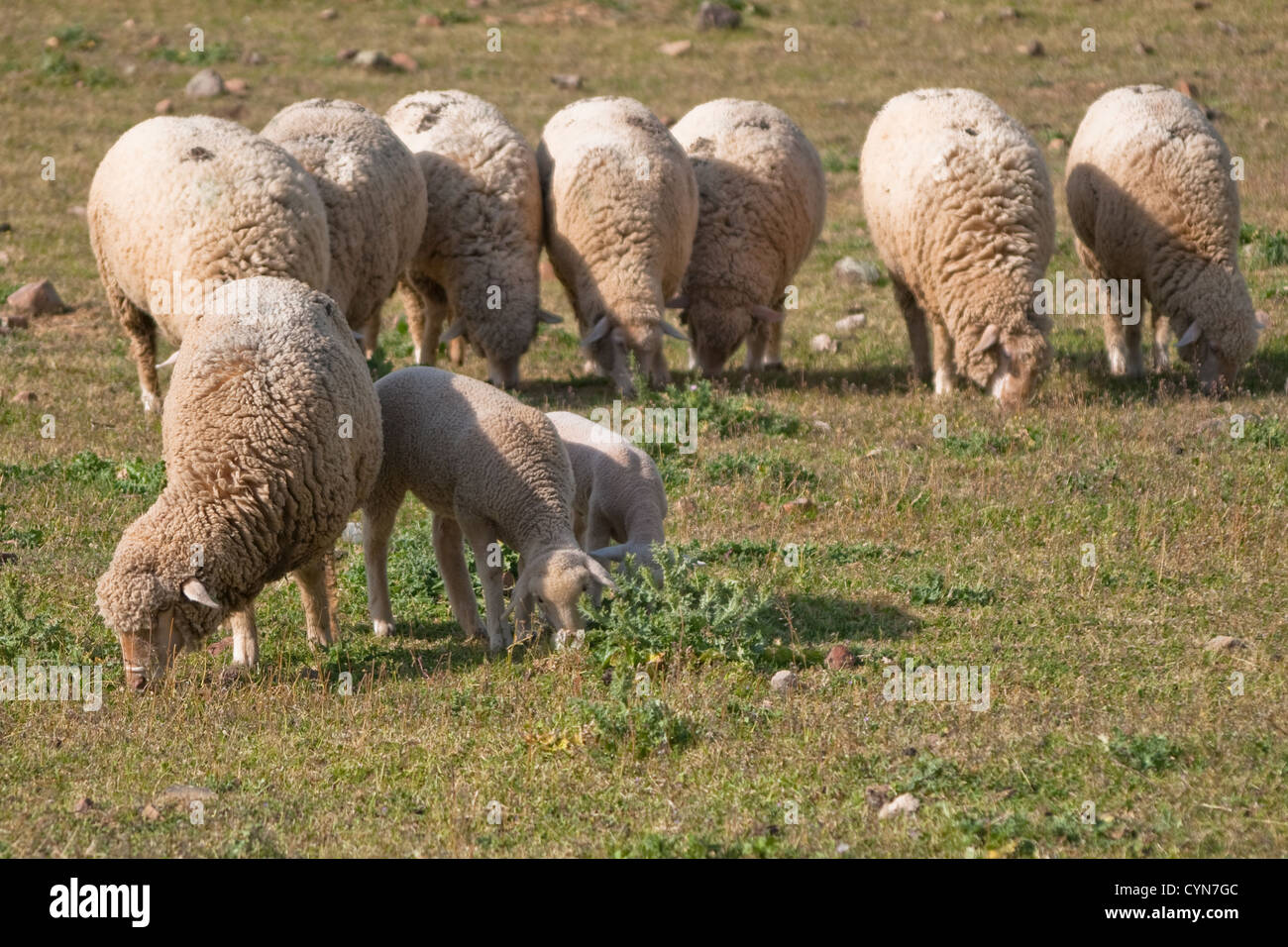 flock of sheep grazing in Extremadura - Spain Stock Photo - Alamy
