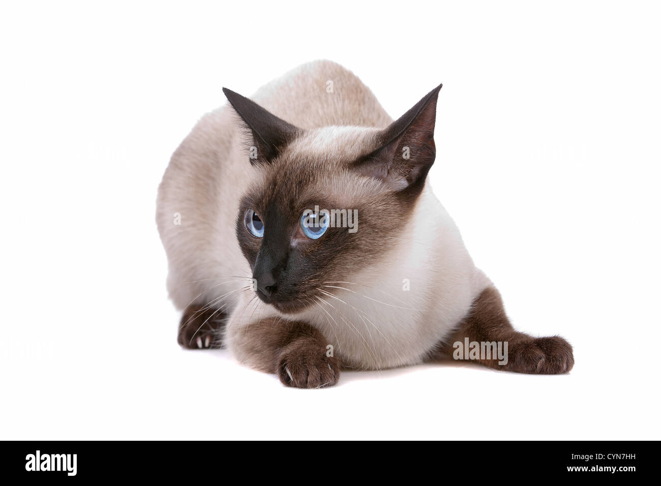 Front view of cute Siamese cat looking sideways, on a white background ...