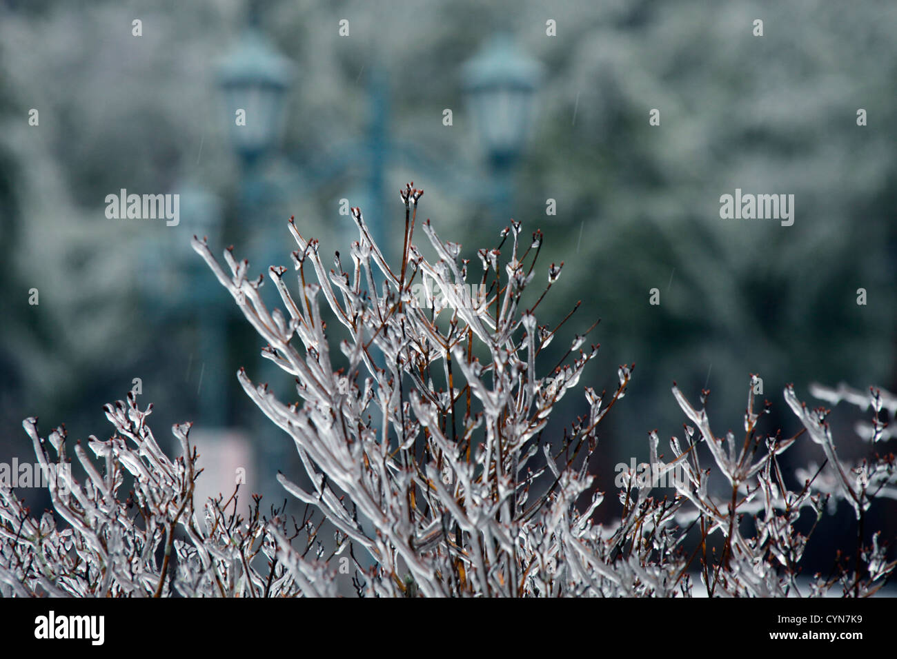 Glaze ice on a tree Yamanashi Japan Stock Photo - Alamy