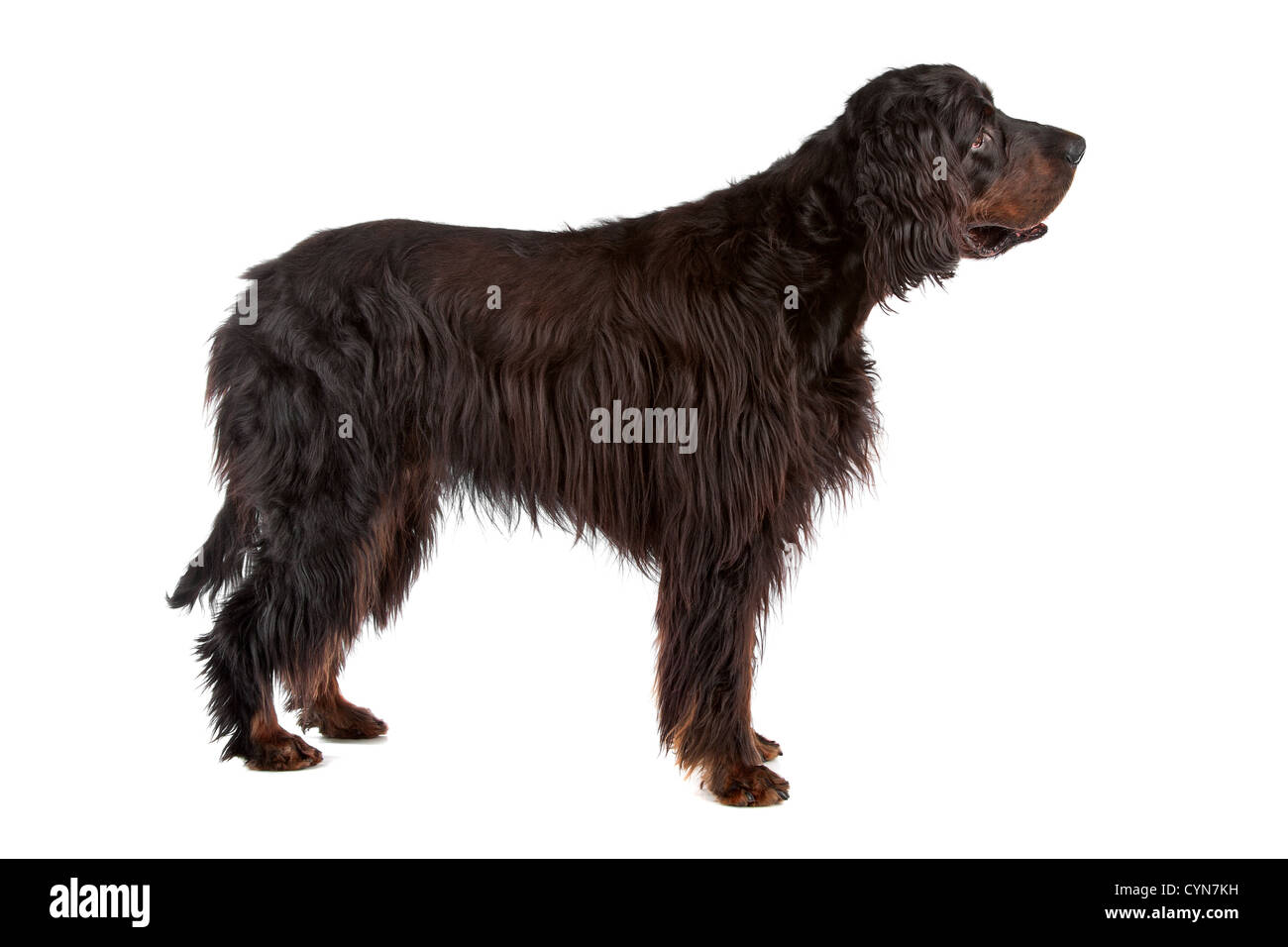 Side profile white tail Cut Out Stock Images & Pictures - Alamy