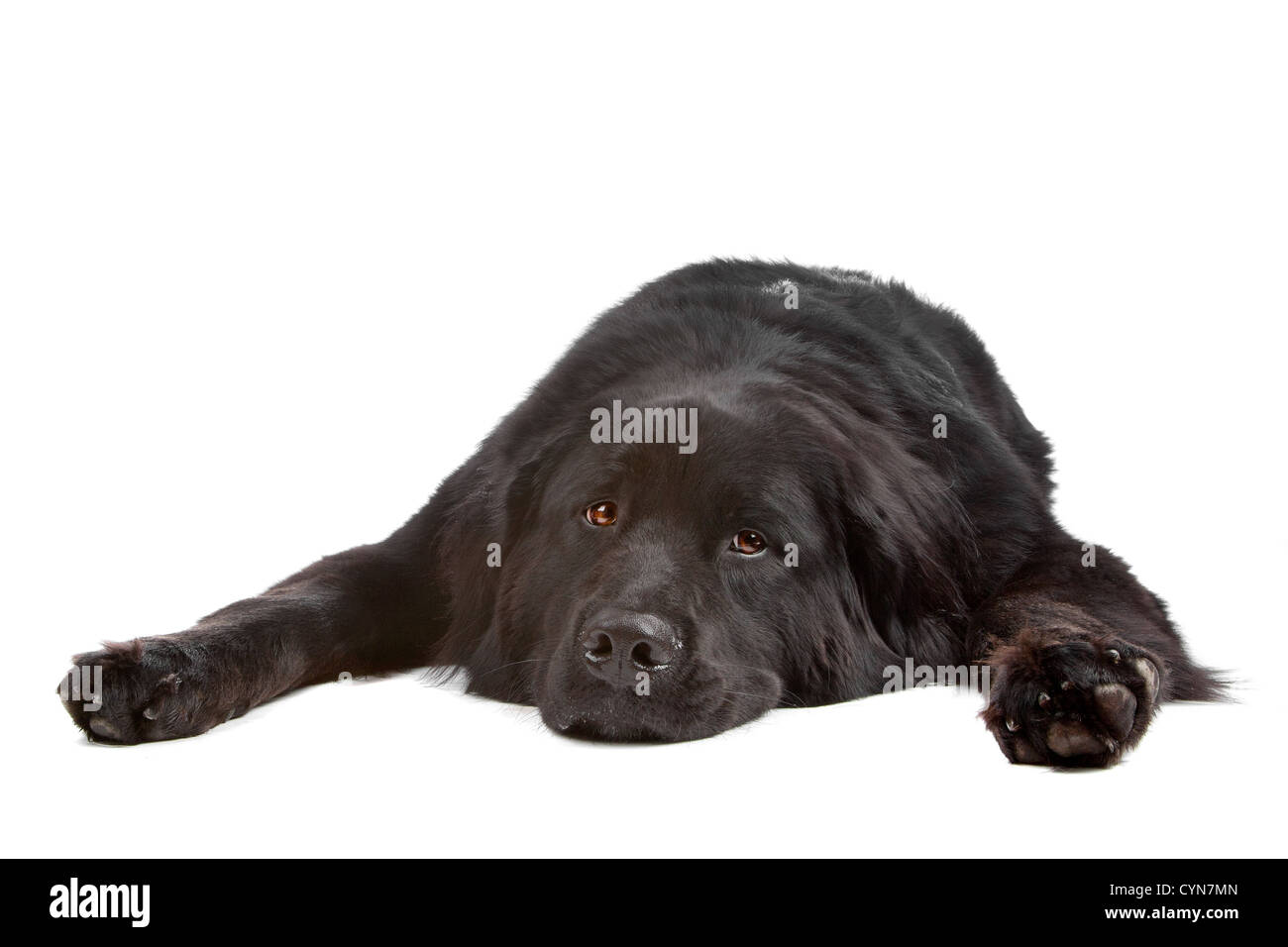 Mixed breed dog New Foundland/Bernese Mountain isolated on a white ...
